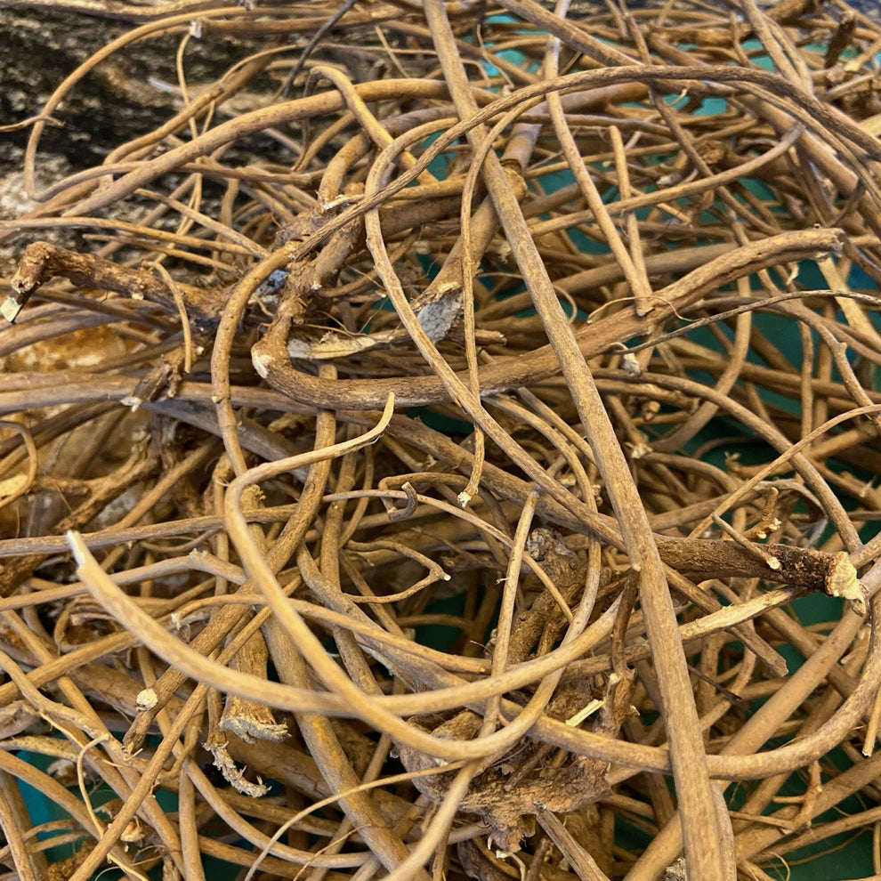 Devil's Shoestring, Large Specimen | Witchcraft Herbs & Roots