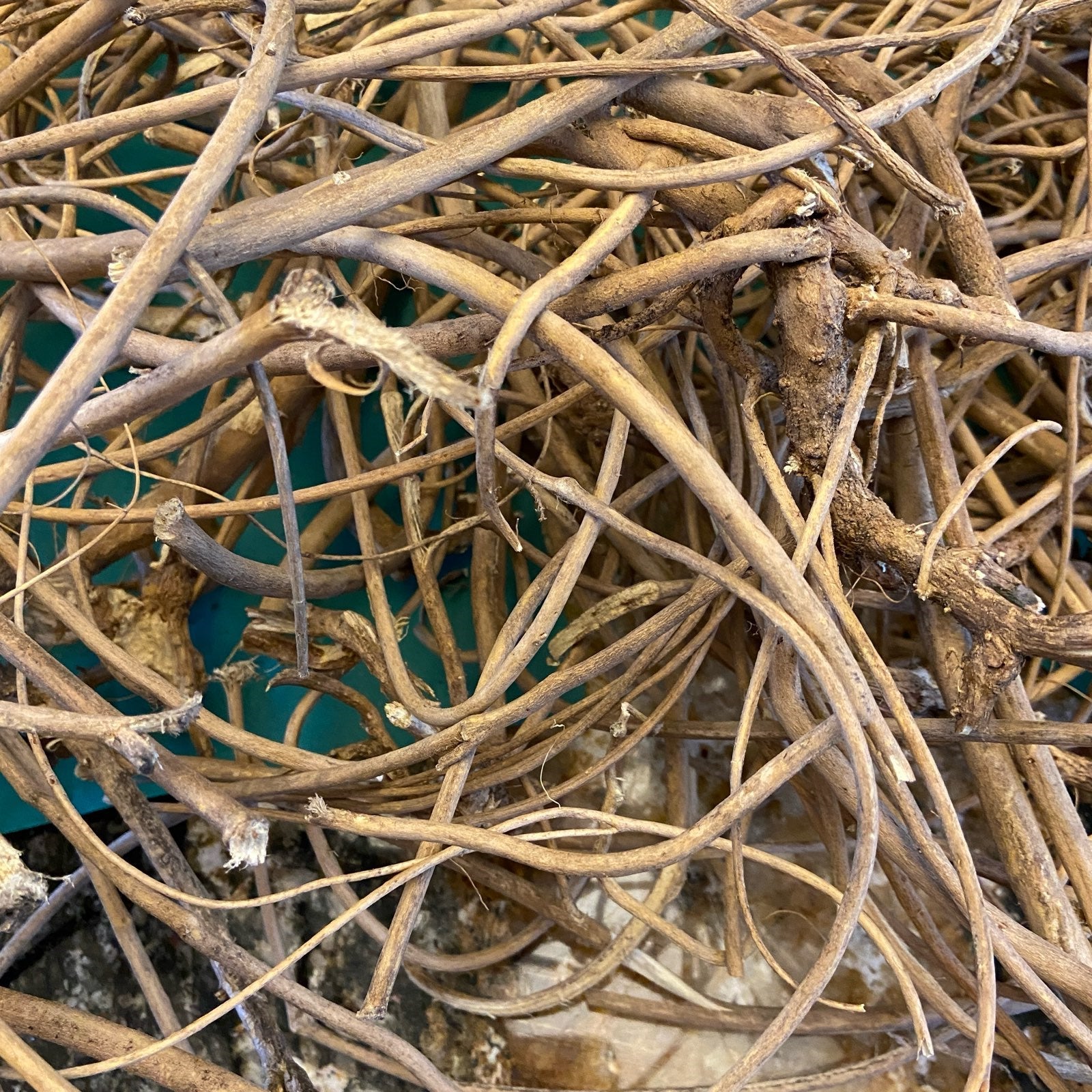 Devil's Shoestring, Large Specimen | Witchcraft Herbs & Roots