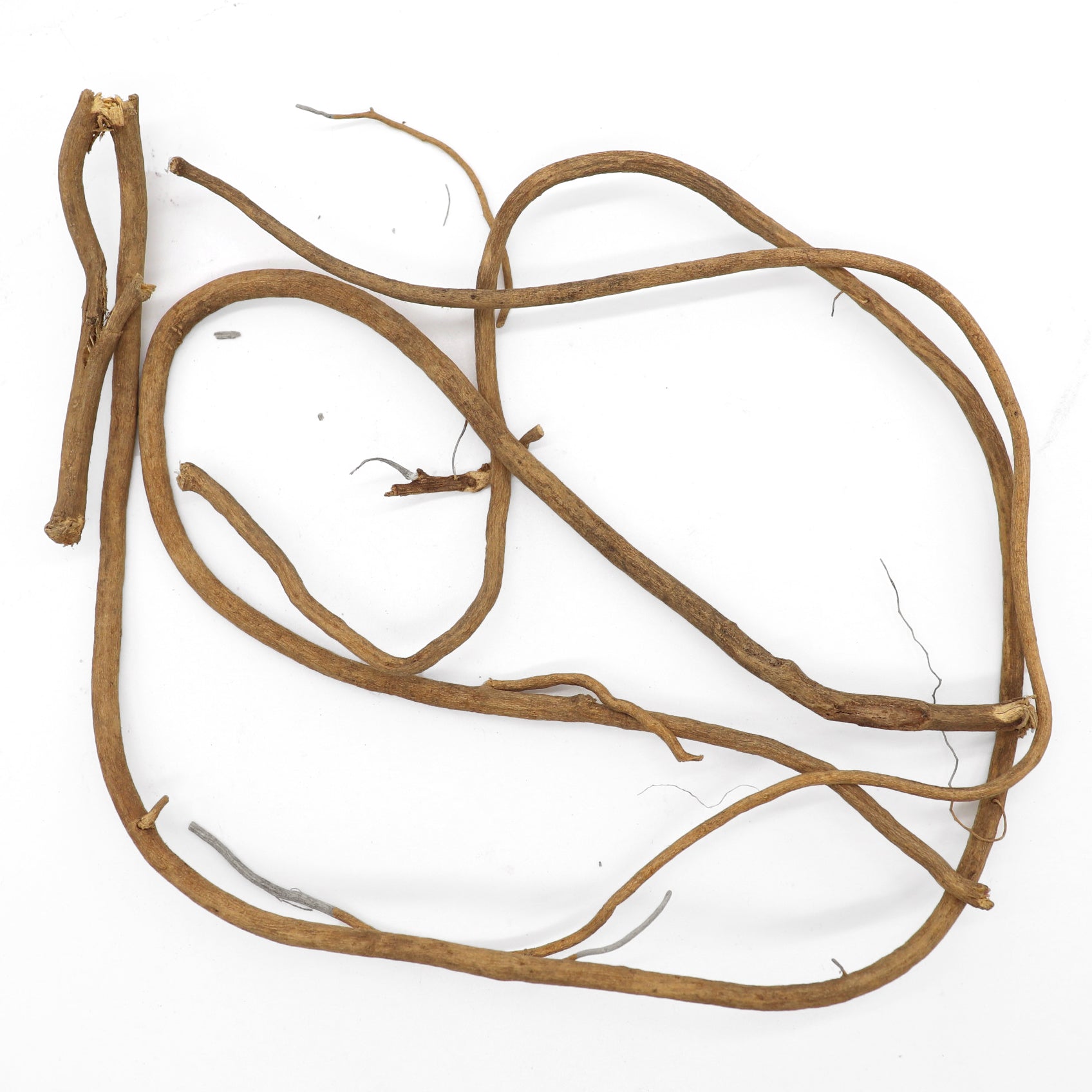 Devil's Shoestring, Large Specimen | Witchcraft Herbs & Roots