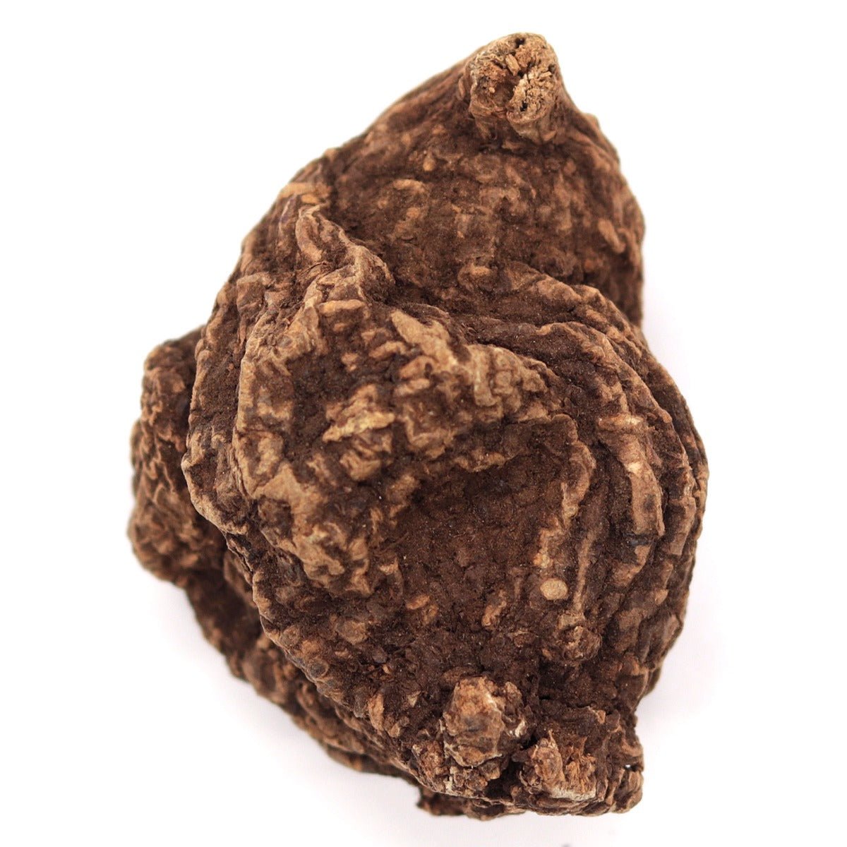 High John Root - Whole - Large