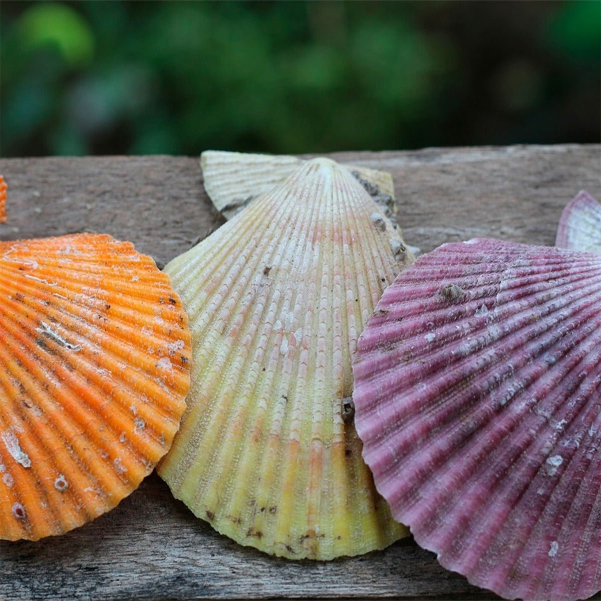 Lion Paw Scallop Shell