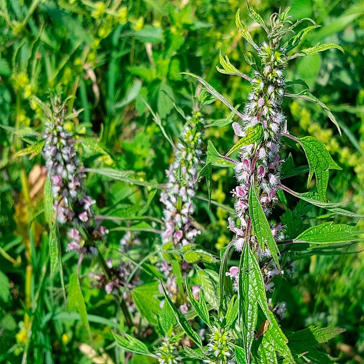 Motherwort Herb - 1 oz.