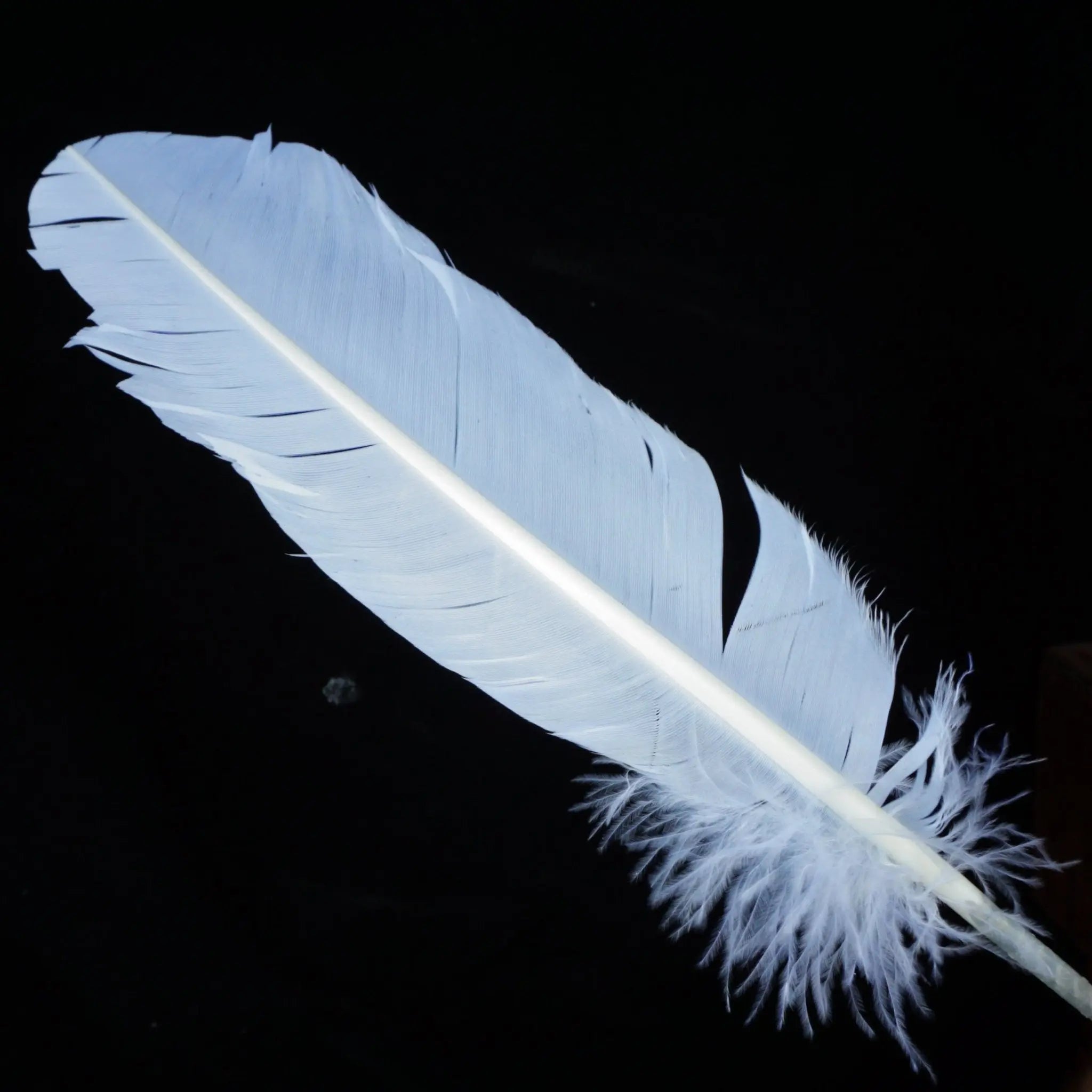 White Feather Quill | Ritual Supplies from 13 Moons