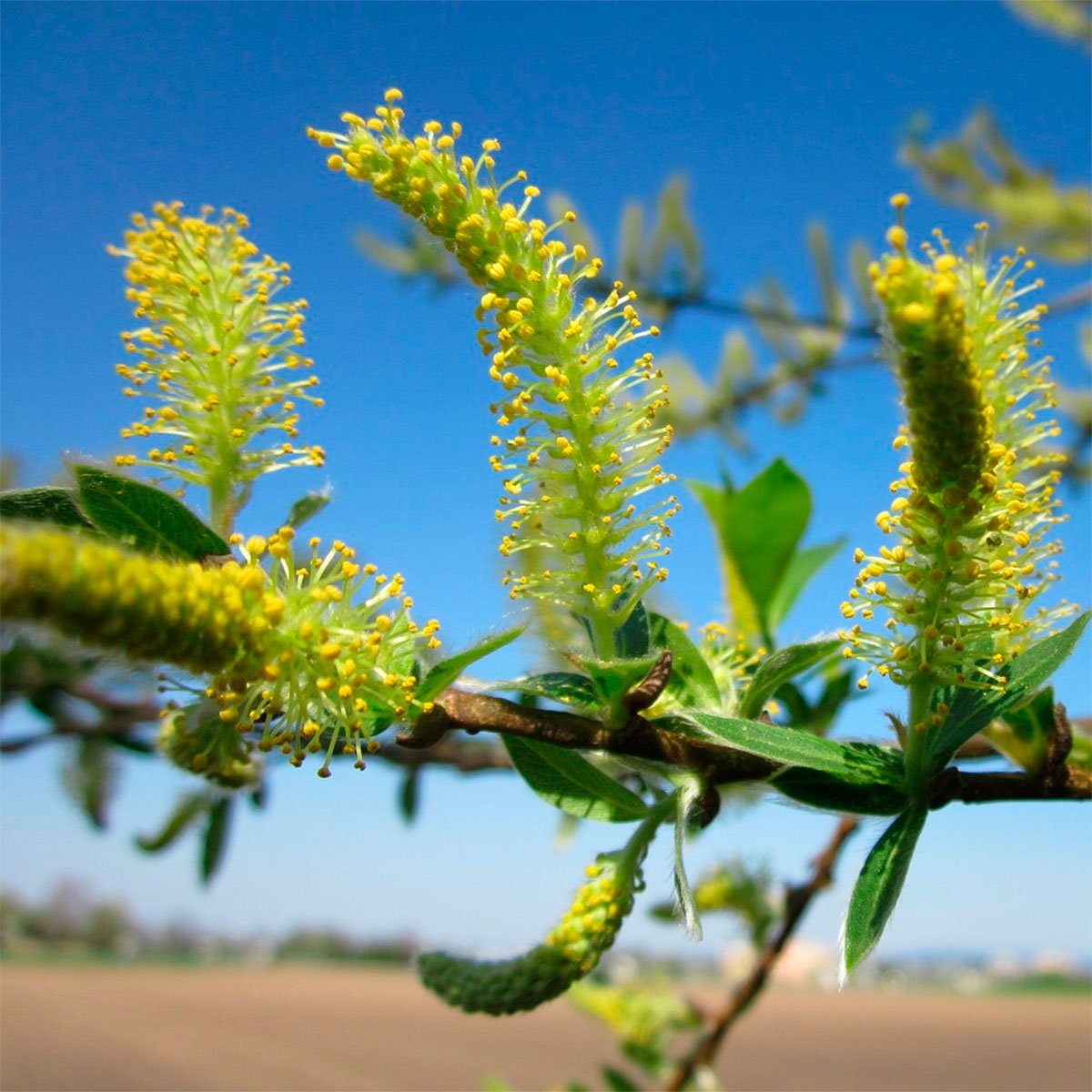 White Willow Powder - 1 oz.
