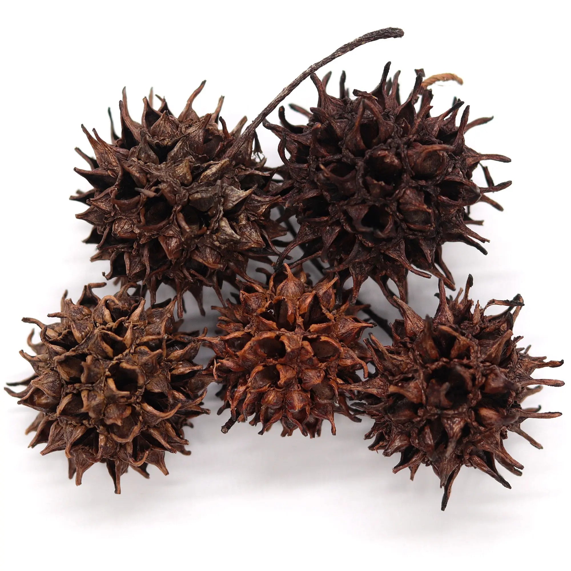 Witches Burr | Sweet Gum Balls | Herbs & Curios from 13 Moons
